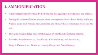 Biogeo chemical cycle...(Nitrogen cycle) | PPT