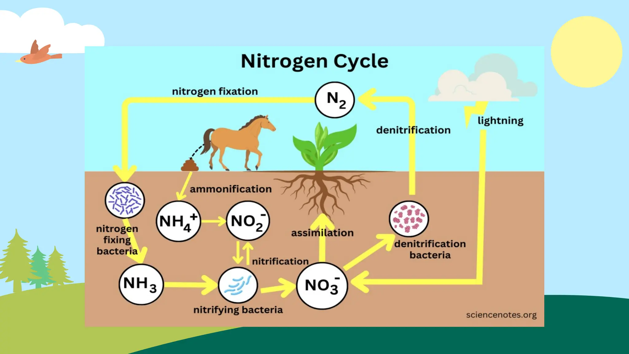Nitrogen Cycle, definition, stages and importance | PPTX | Chemistry | Science