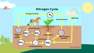 Nitrogen Cycle, definition, stages and importance | PPTX
