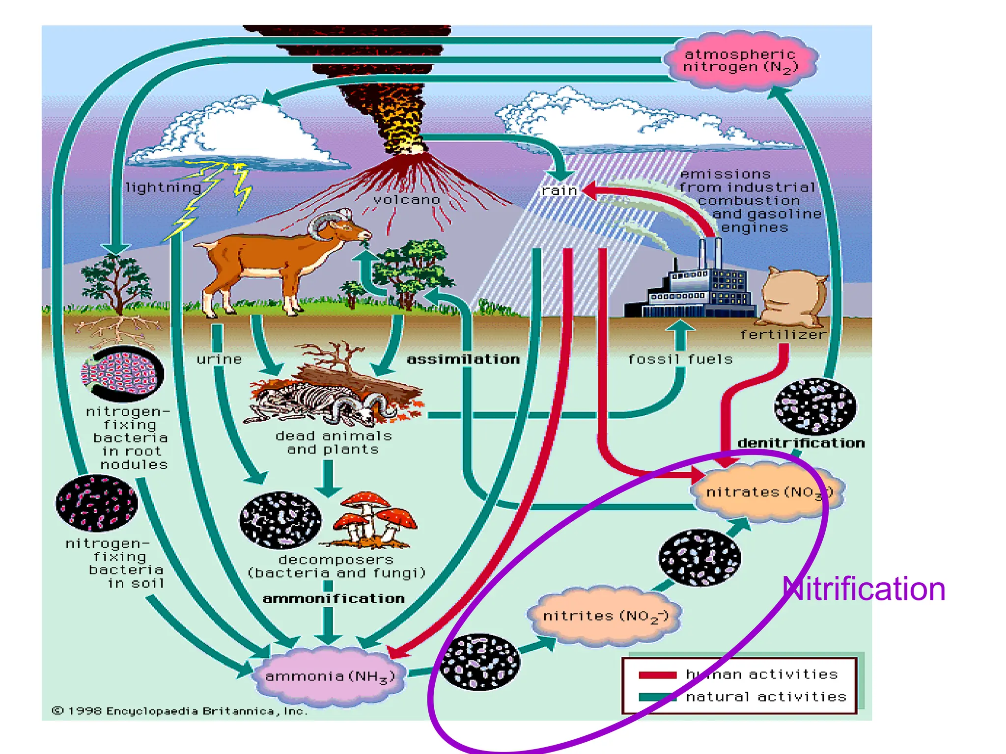 The Nitrogen Cycle PowerPoint Presentation | PPT