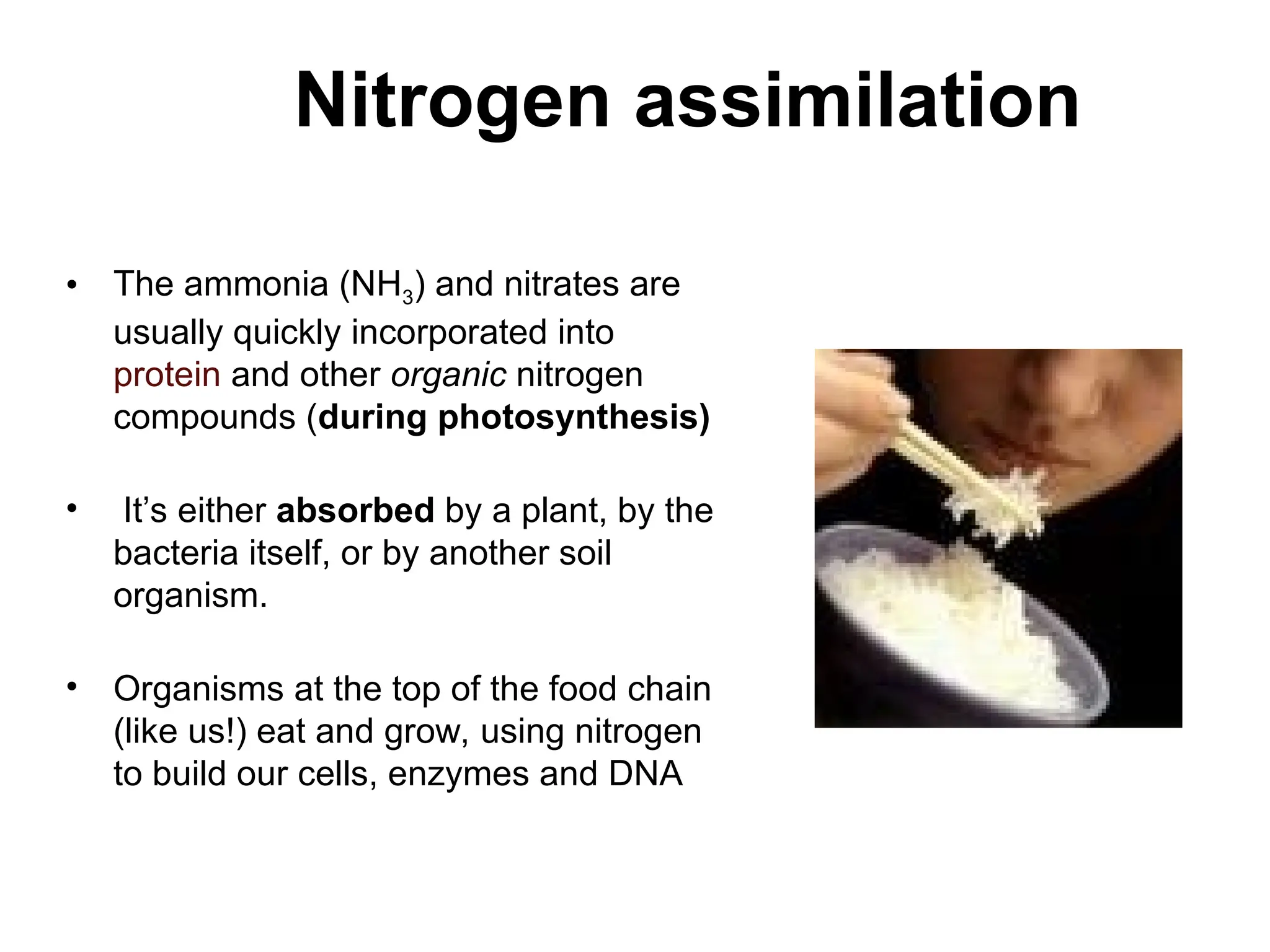 The Nitrogen Cycle PowerPoint Presentation | PPT