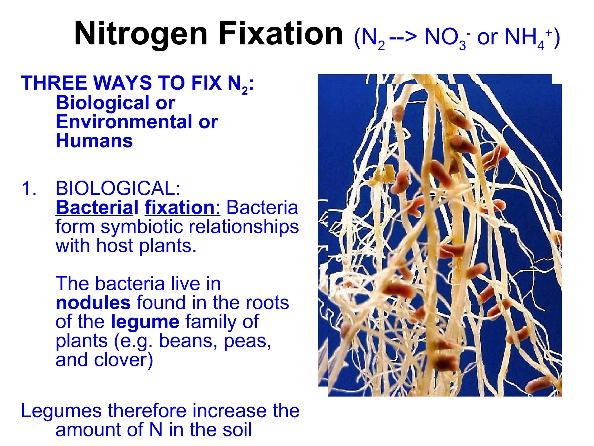 The Nitrogen Cycle PowerPoint Presentation | PPT