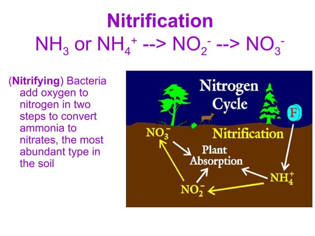 The Nitrogen Cycle PowerPoint Presentation | PPT