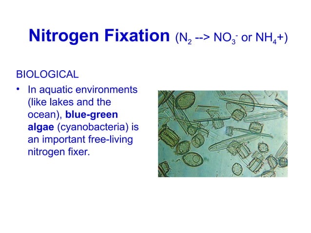 The Nitrogen Cycle PowerPoint Presentation | PPT