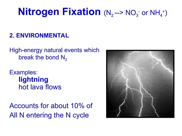 The Nitrogen Cycle PowerPoint Presentation | PPT