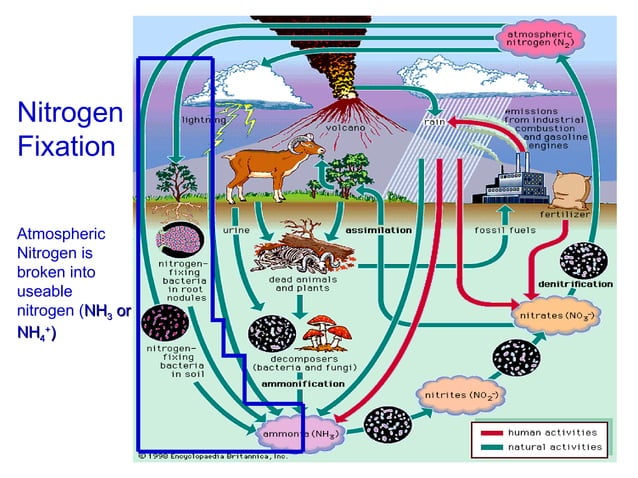The Nitrogen Cycle PowerPoint Presentation | PPT