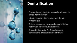 Nitrogen Cycle-Type of biogeochemical cycle | PPTX
