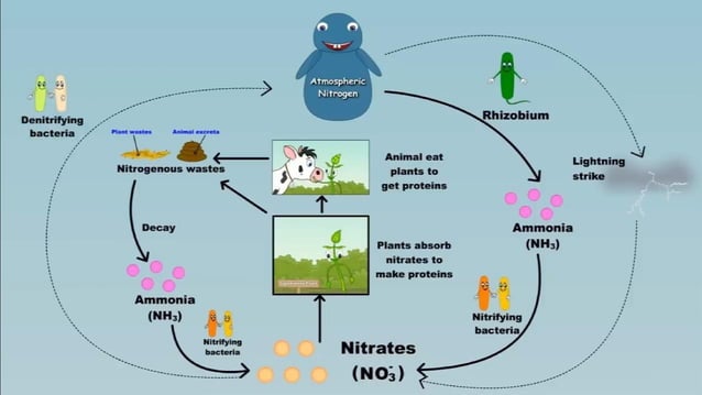 Nitrogen Cycle-Type of biogeochemical cycle | PPTX