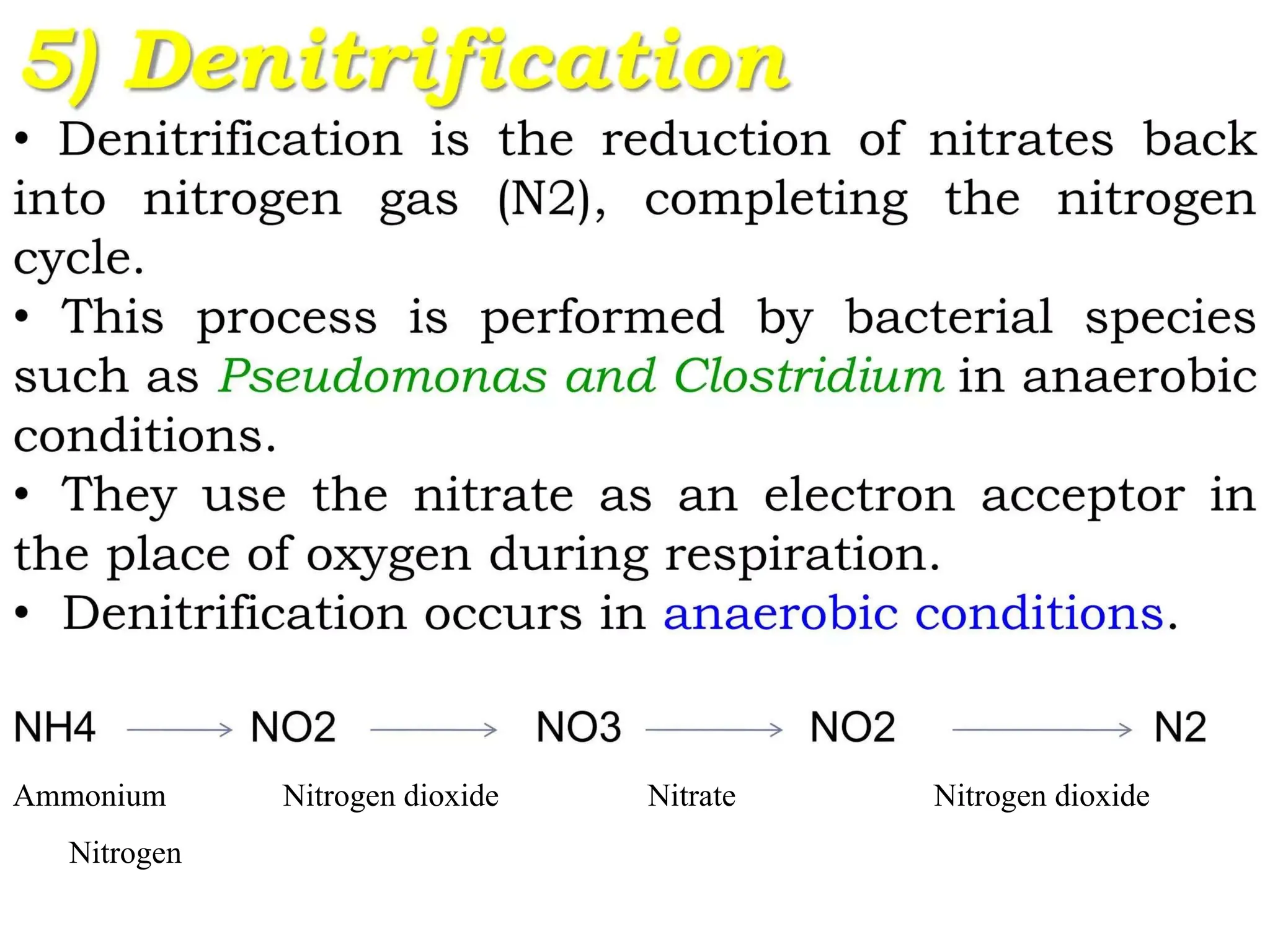 Nitrogen Cycle-Forms, chemical reactions, & Steps.pptx