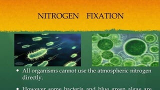 Nitrogen Cycle PowerPoint for Science Visual | PPTX