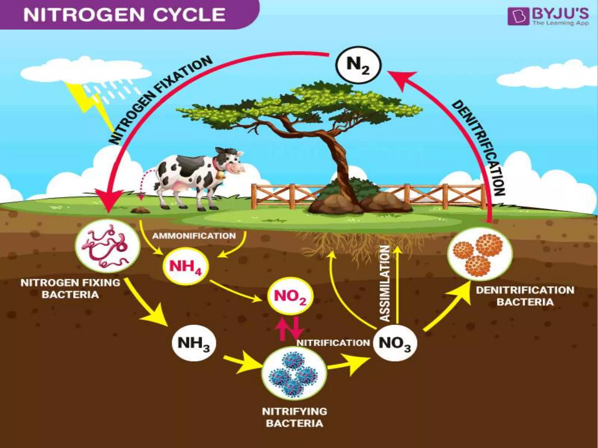 Nitrogen Cycle(N2).ppt