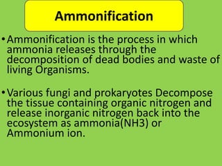 Nitrogen Cycle(N2).ppt | Environment | Science