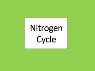 Nitrogen Cycle(N2).ppt | Environment | Science