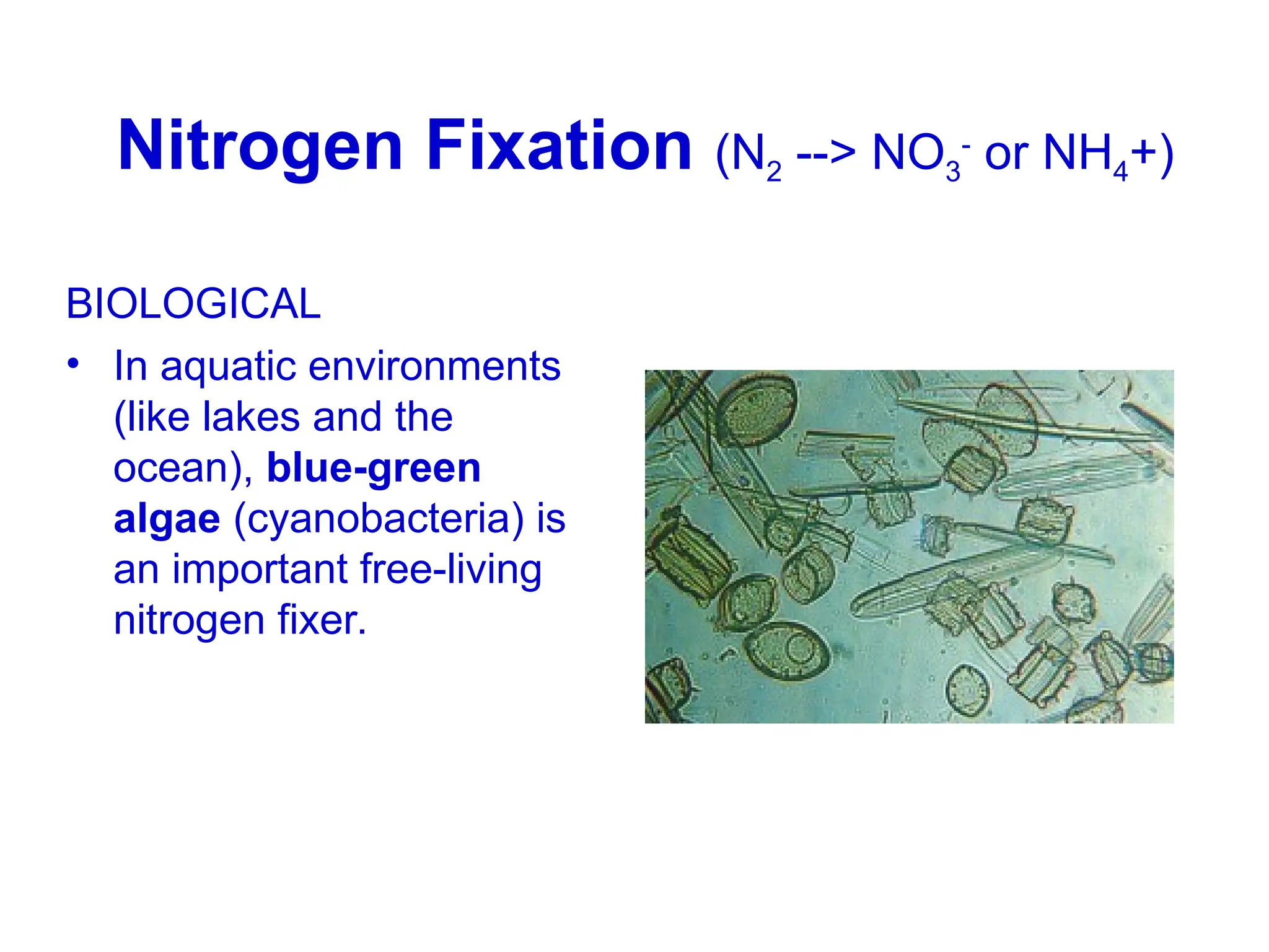 BIOLOGCALFIXATIO nitrogen- cycle _1_.ppt
