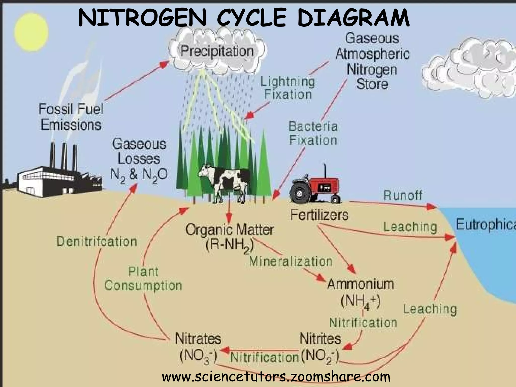 NITROGEN CYCLE AND FIXATION | PPT