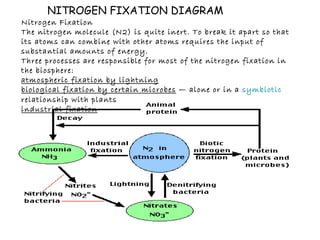 NITROGEN CYCLE AND FIXATION | PPT