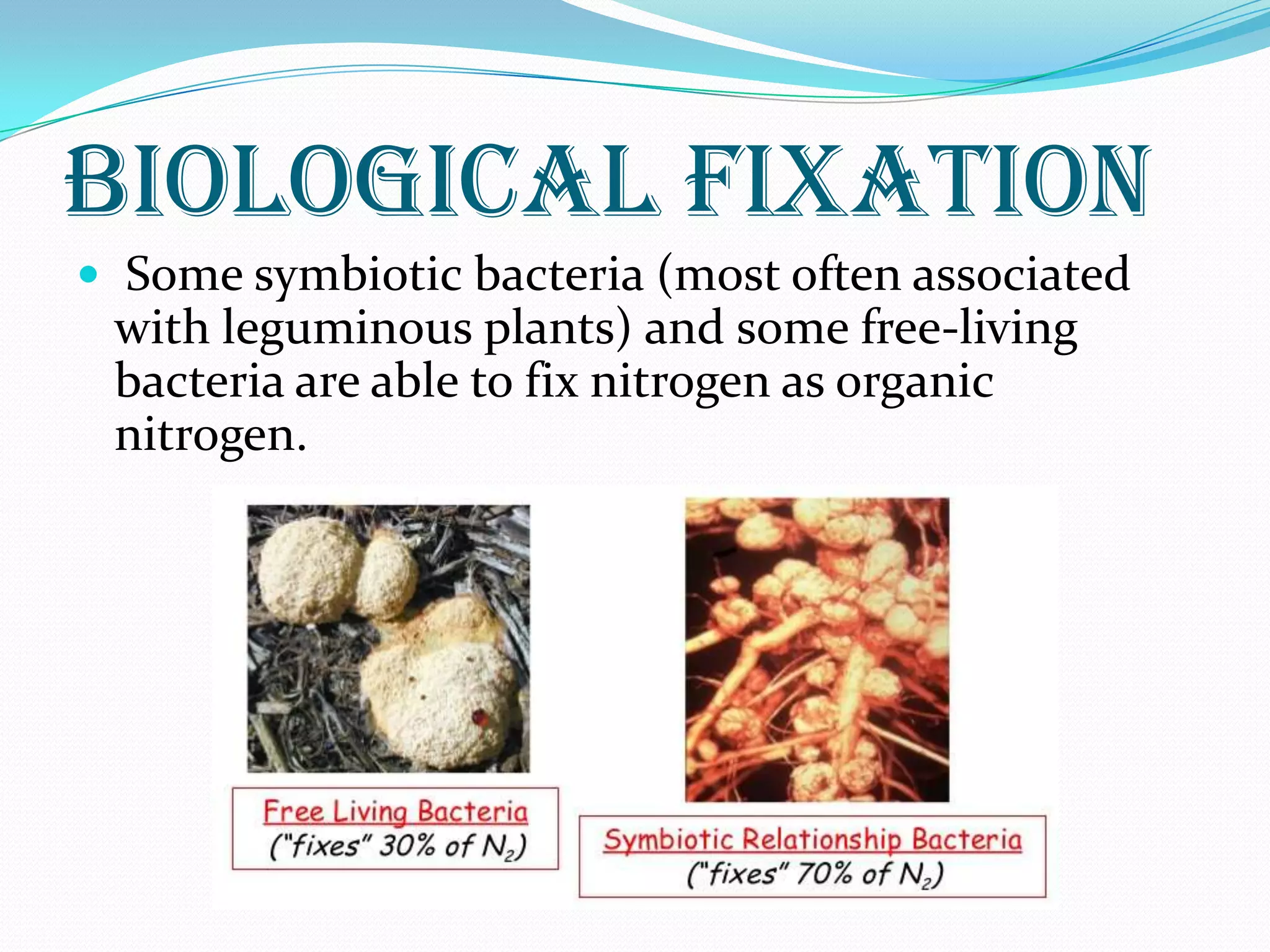 Nitrogen Cycle & How Do Human Activities Affect the Ecosystem by Divine ...