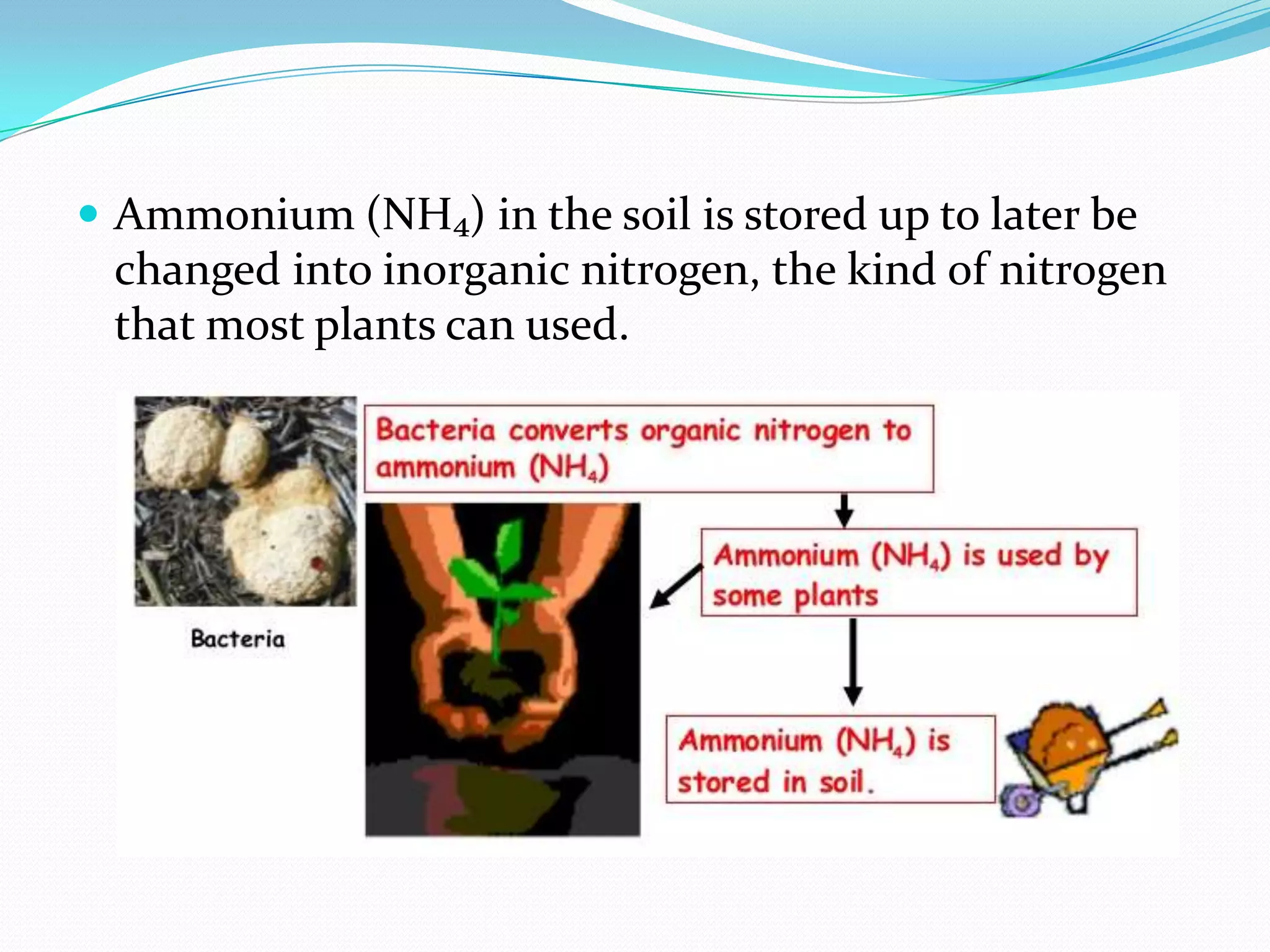 Nitrogen Cycle & How Do Human Activities Affect the Ecosystem by Divine ...