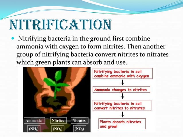 Nitrogen Cycle & How Do Human Activities Affect the Ecosystem by Divine ...