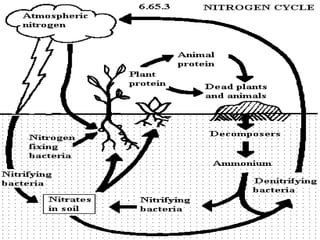Nitrogen Cycle & How Do Human Activities Affect the Ecosystem by Divine ...