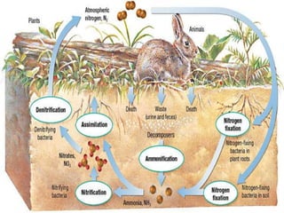 Nitrogen Cycle & How Do Human Activities Affect the Ecosystem by Divine ...