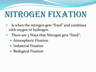 Nitrogen Cycle & How Do Human Activities Affect the Ecosystem by Divine ...