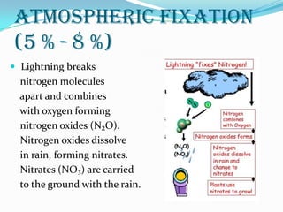 Nitrogen Cycle & How Do Human Activities Affect the Ecosystem by Divine ...
