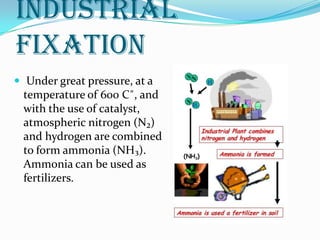 Nitrogen Cycle & How Do Human Activities Affect the Ecosystem by Divine ...