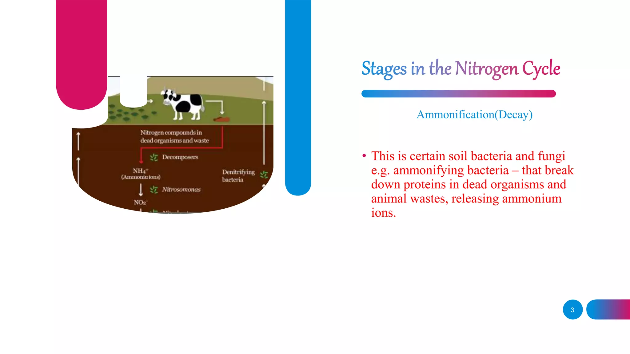 NITROGEN CYCLE envi.pptx