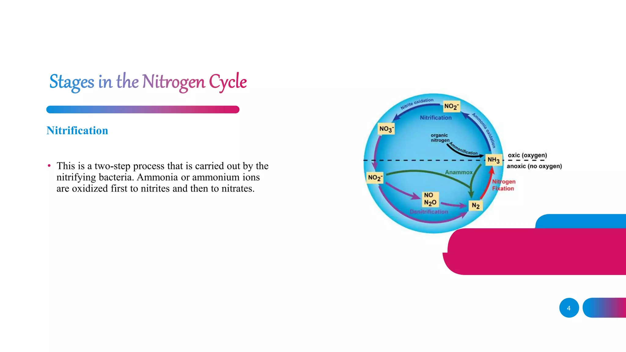 NITROGEN CYCLE envi.pptx