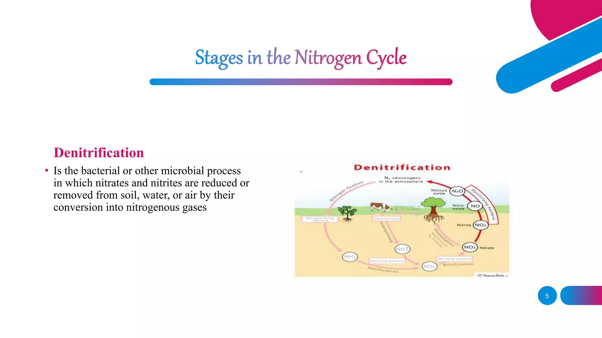 NITROGEN CYCLE envi.pptx