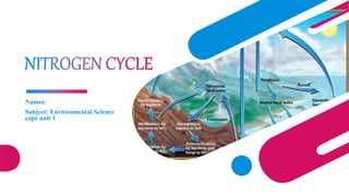 NITROGEN CYCLE envi.pptx