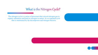 NITROGEN CYCLE envi.pptx