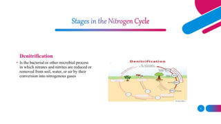 NITROGEN CYCLE envi.pptx
