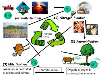 Nitrogen Cycle final for envirinmen.pptx
