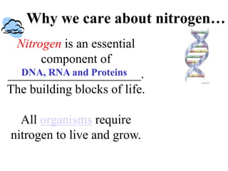 Nitrogen Cycle final for envirinmen.pptx