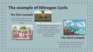 Nitrogen Cycle group 3.pdf
