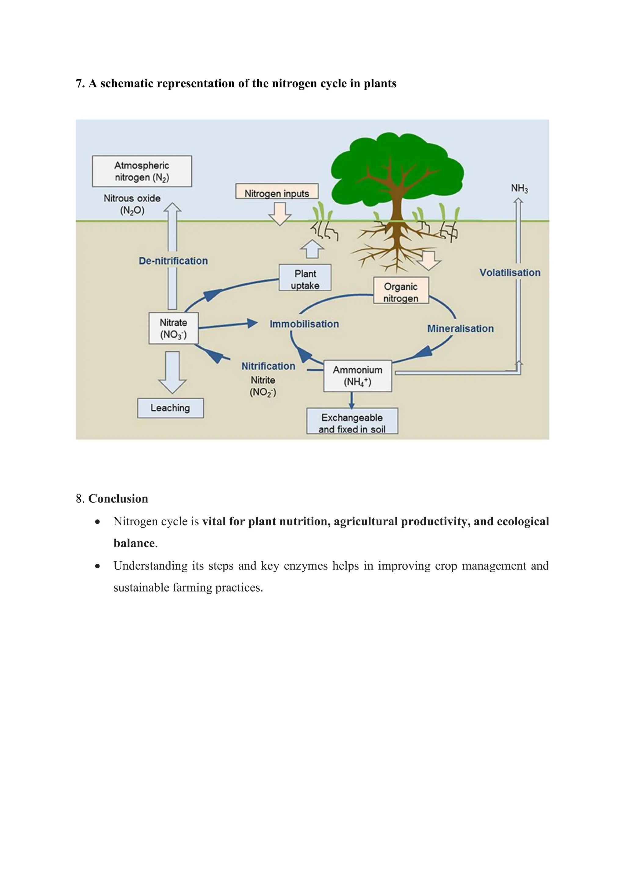 NITROGEN CYCLE IN PLANTS: An Overview.pdf