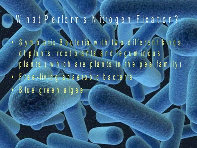 Nitrogen Cycle Powerpoint | ODP