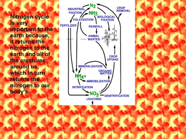 Nitrogen Cycle Powerpoint | ODP