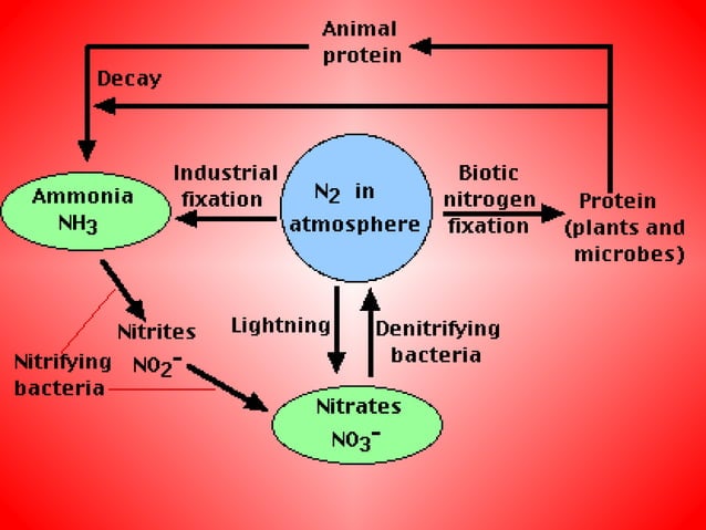 Nitrogen Cycle Powerpoint | ODP