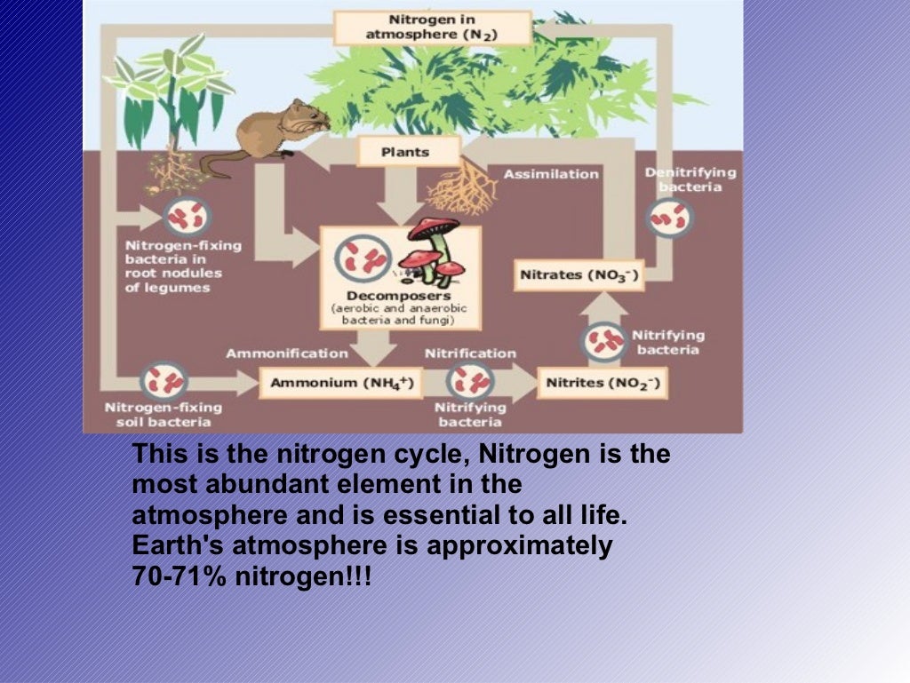 Nitrogen Cycle