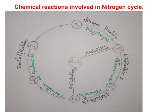 Nitrogen cycle | PPTX