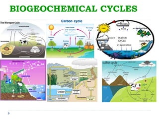 Nitrogen cycle | PPTX