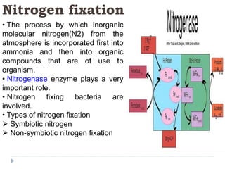 Nitrogen cycle | PPTX
