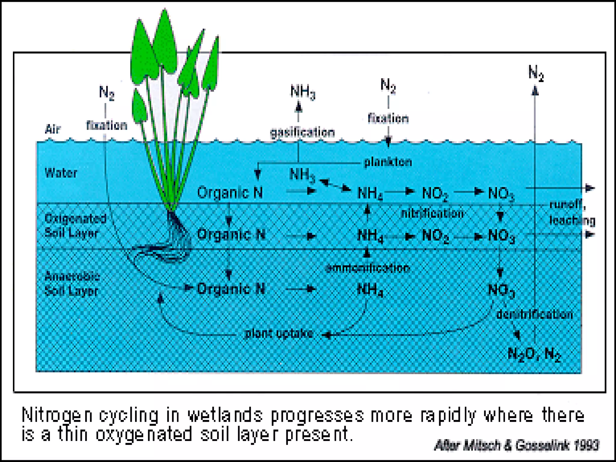 Nitrogen cycle (ppt presentation) | PPT
