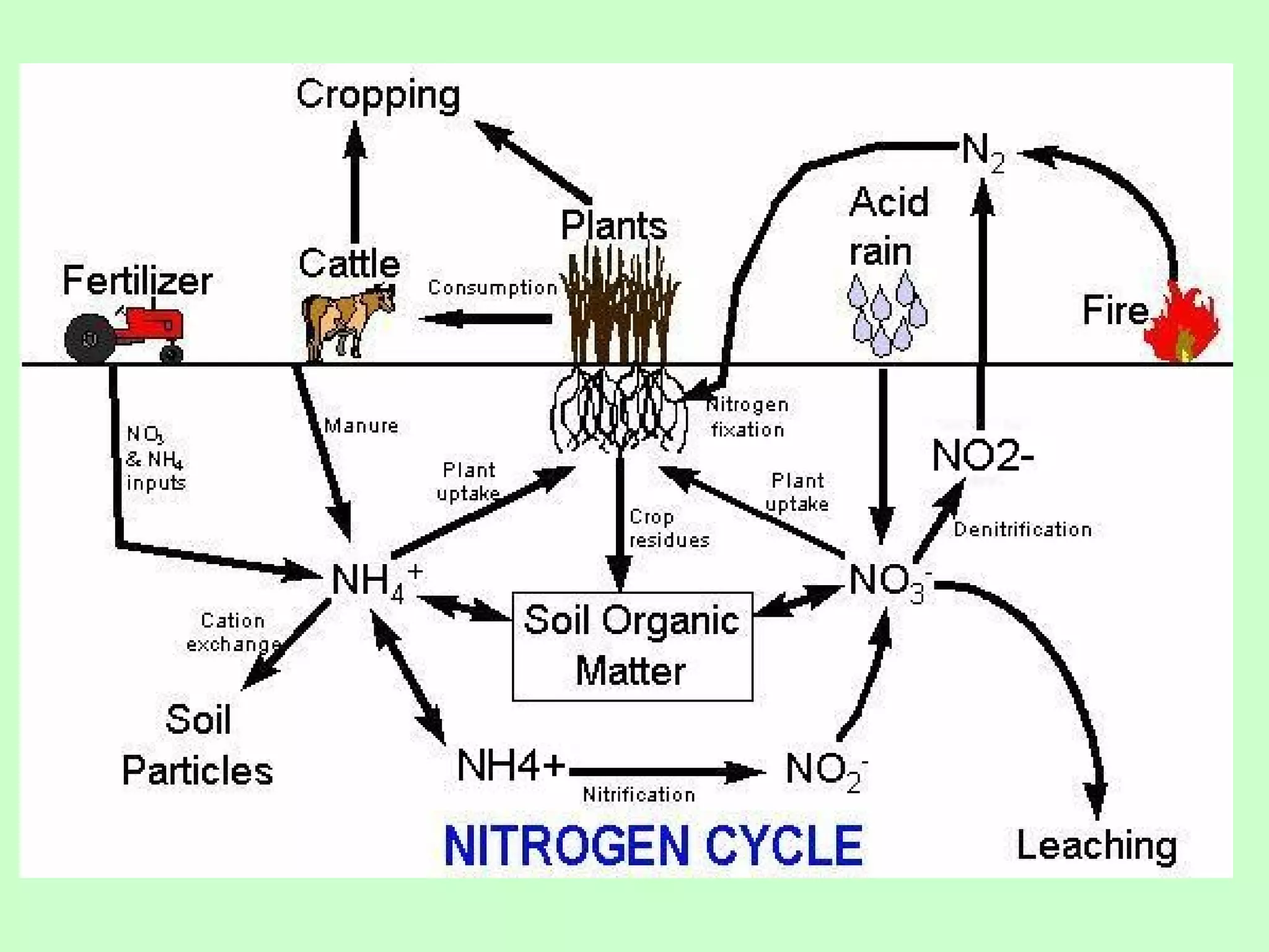 Nitrogen cycle (ppt presentation) | PPT