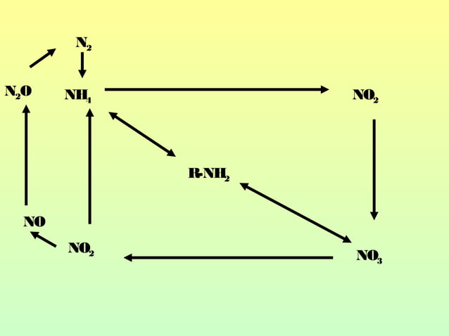 Nitrogen cycle (ppt presentation) | PPT | Chemistry | Science