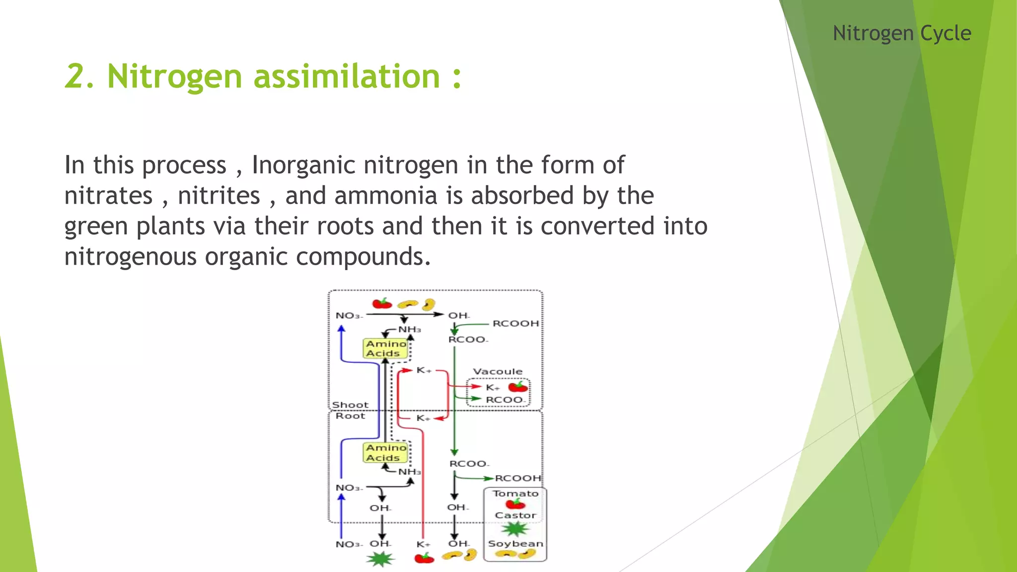 Nitrogen cycle(presentation) by Rysul | PPTX