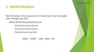 Nitrogen cycle(presentation) by Rysul | PPTX